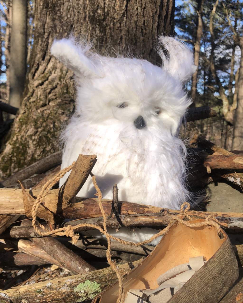 Our week in Snowy Owl Vacation Camp! - Flying Deer Nature Center