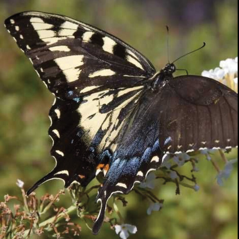 Swallowtail Adventures - Flying Deer Nature Center